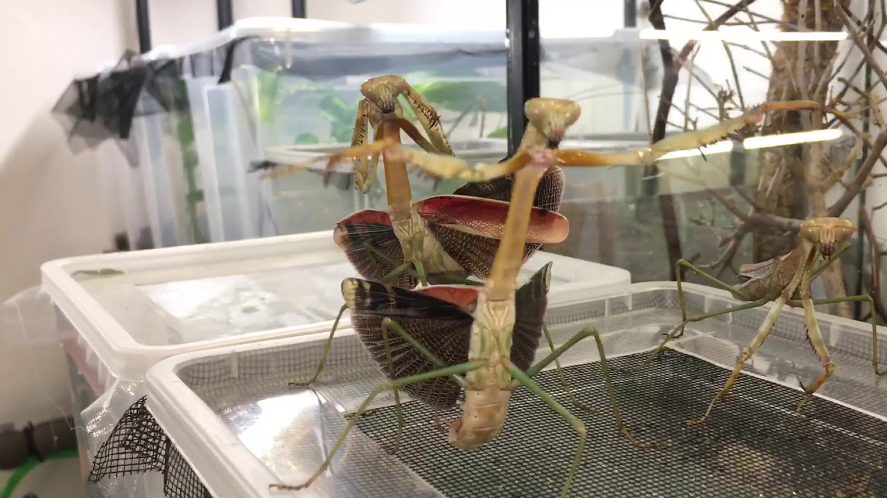 Mantis dance 😂! - YouTube