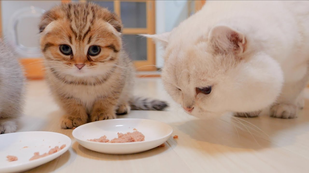 The kitten was too kind when feeding the gluttonous daddy cat! - YouTube