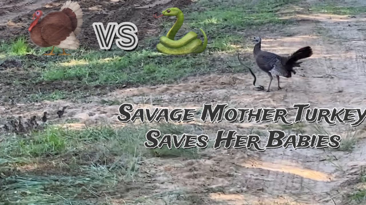 Momma Turkey Kills Snake to Protect Her Babies - YouTube