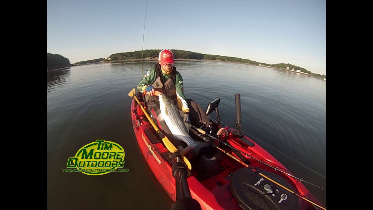 33" Striped Bass in 18" of Water! - Predator XL Minn Kota Kayak - YouTube