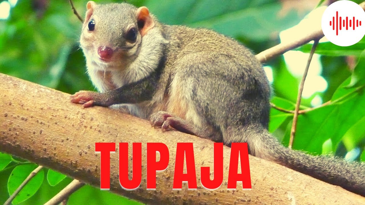 Tupaja. Odgłosy Tupaji. Dźwięki Tupaji. Odgłosy jakie wydaje Tupaja ...