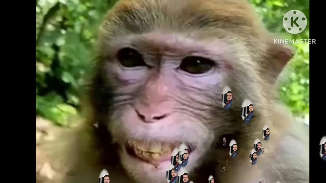 #monkey comedy 🤣youtube video monkey comedy 🤣 video uday vlogs monkey ...