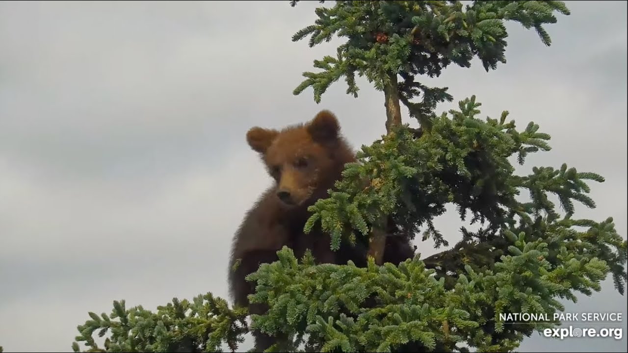128 Grazer's Larger Cub Keeps Watch From the Tree - July 31, 2024 ...