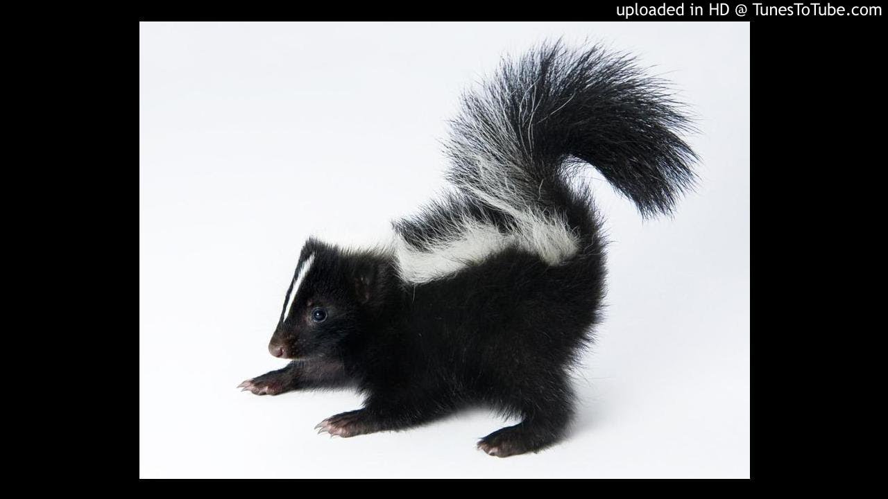 Skunk poem and iguana poem - YouTube