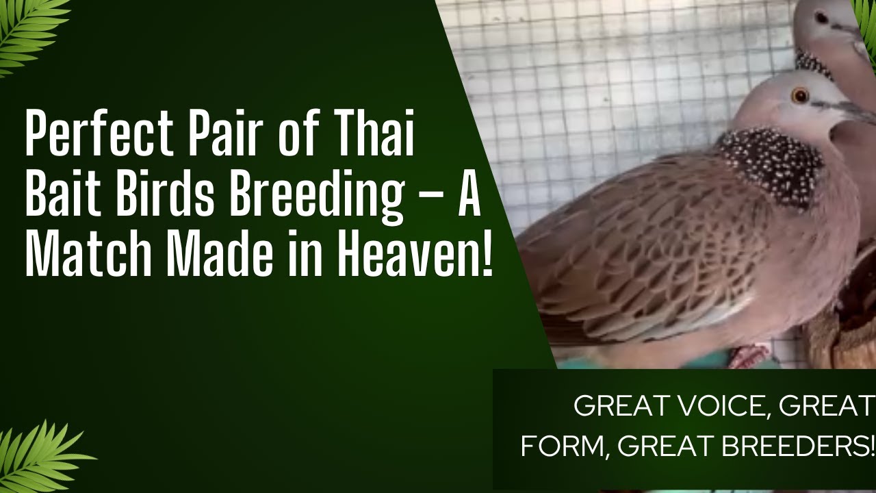 Perfect Pair of Thai Bait Birds Breeding – A Match Made in Heaven ...