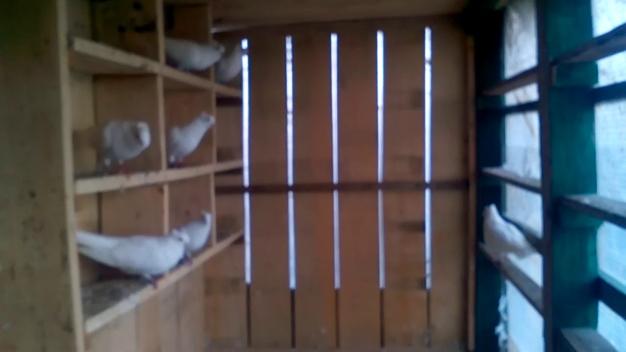 Goran Živadinović-Rutevac Srpski Visokoletači - YouTube