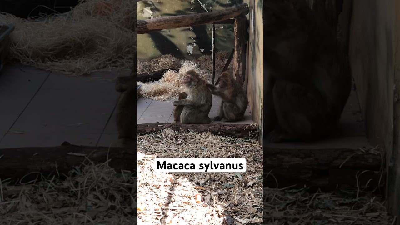 Macaca sylvanus / its a monkey? - YouTube