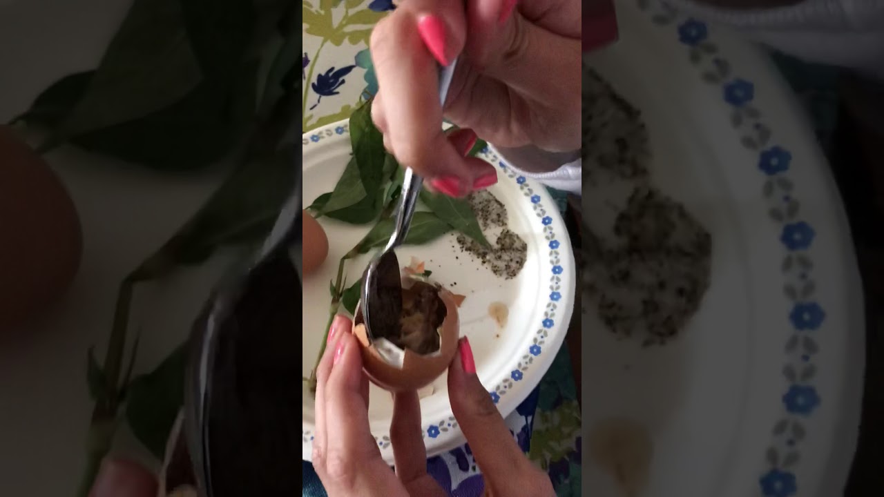 Asian Eating Balut Youtube