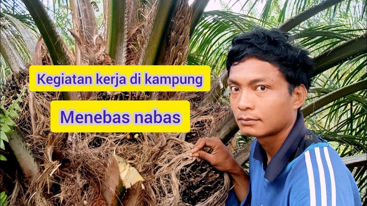 #petani#pubg Kegiatan di kampung bekerja di perkebunan sawit menebas ...