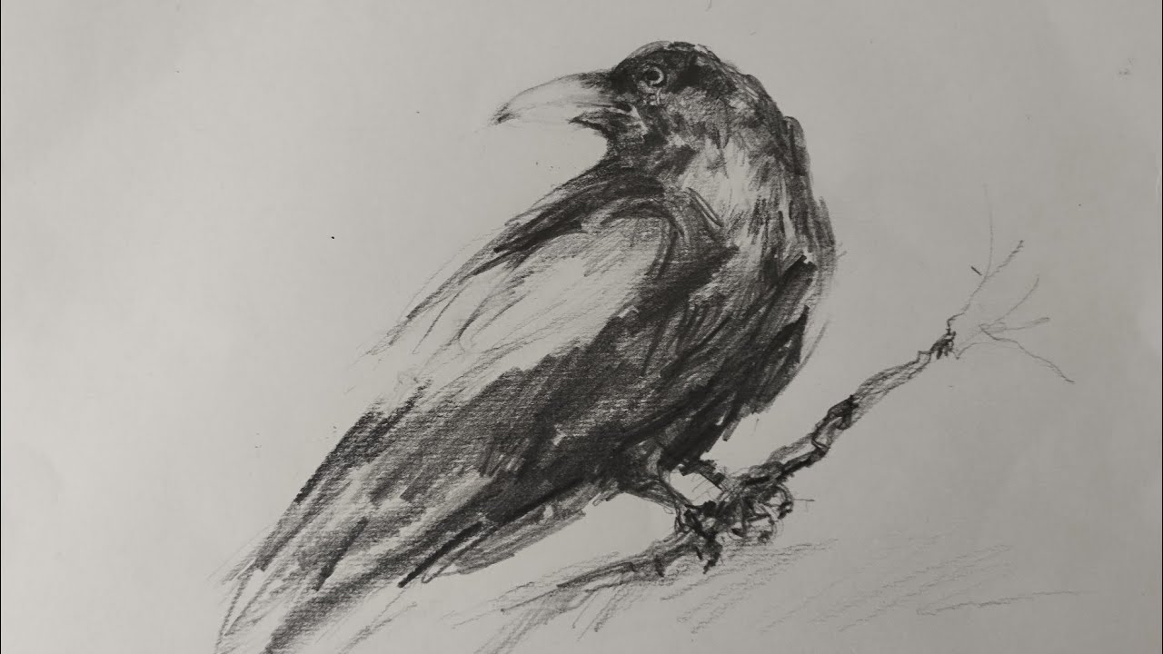 How to draw CROW by 8B pencil sketch. - YouTube