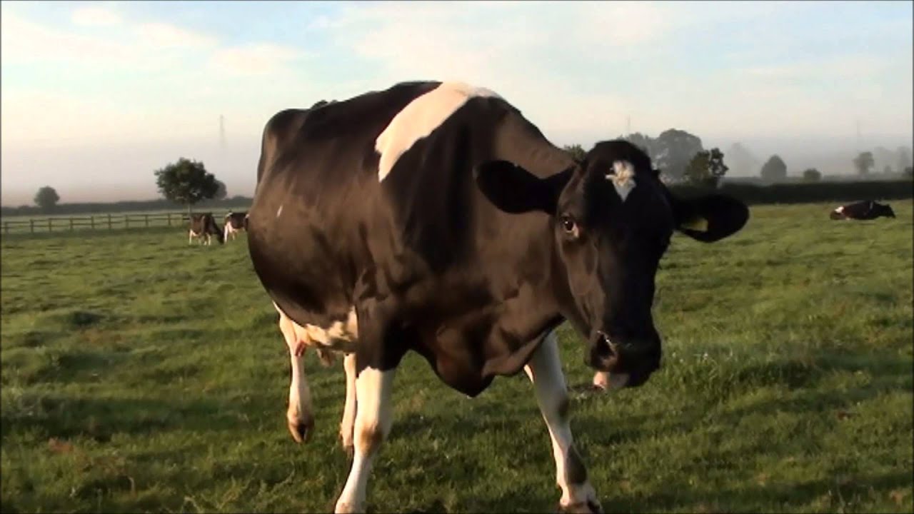 Rounding the cows up on a July morning - YouTube
