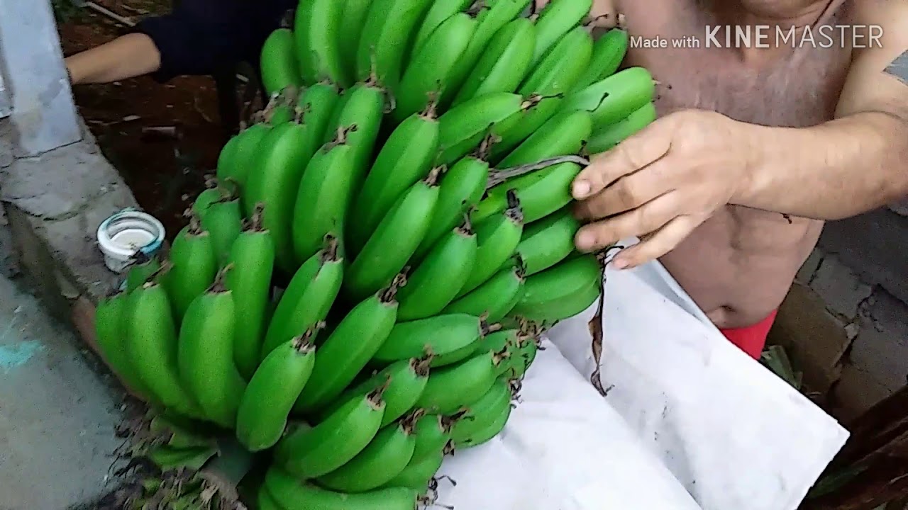 Colhendo um cacho de bananas 🍌🍌 - YouTube