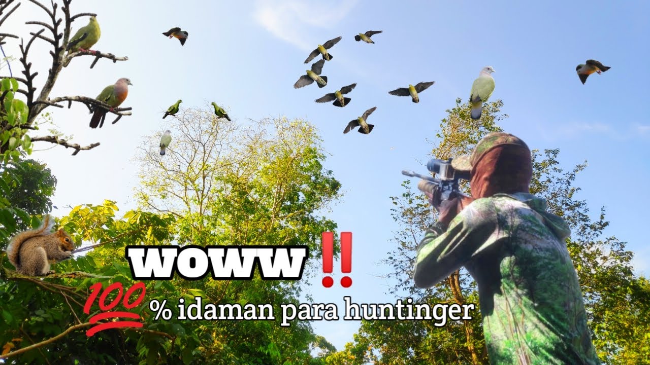 SAMPAI BINGUNG PILIH TARGET berburu burung punai hinggap satu peleton ...