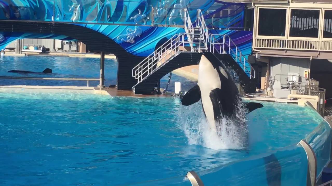SeaWorld One Ocean part 1 - YouTube