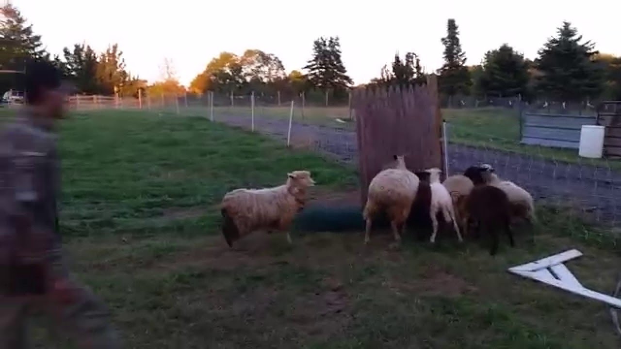 Lamb Catch - YouTube