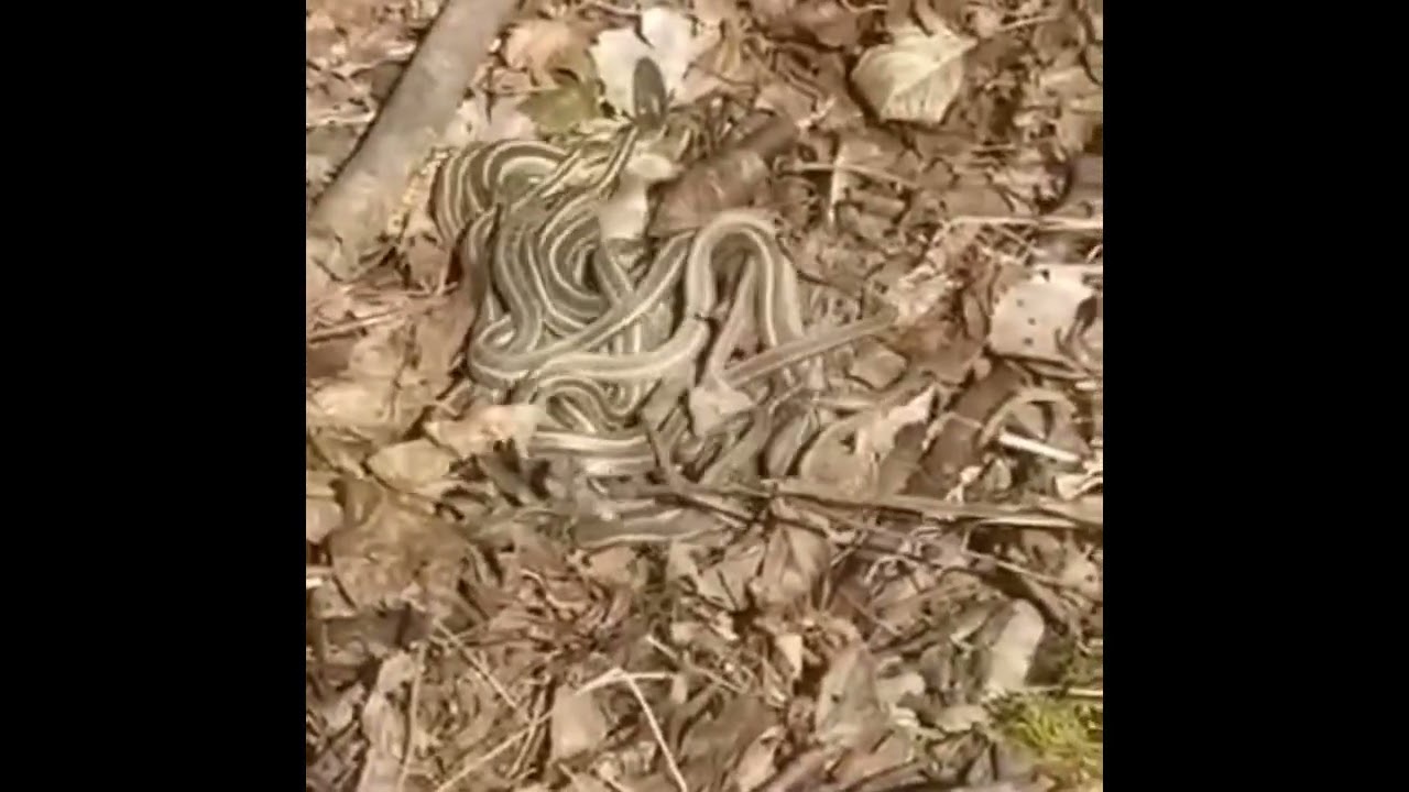 Garter Snake Mating Ball Facts - YouTube