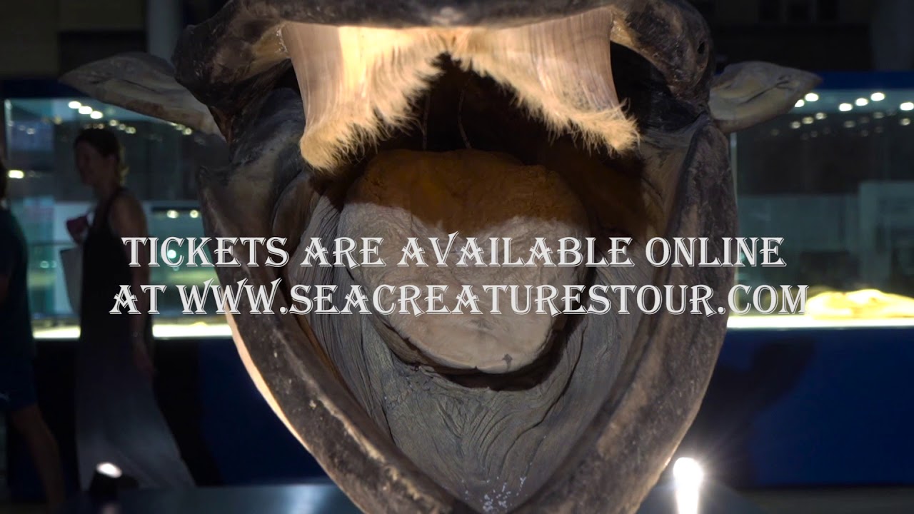 Sea Creatures Tour Edinburgh: Life Beneath the Ocean - YouTube