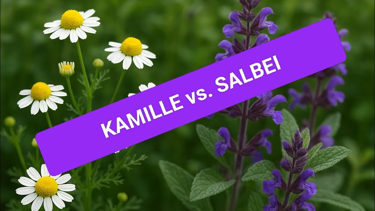 Kamille vs. Salbei was ist besser beim Zungenpiercing, Smileypiercing ...