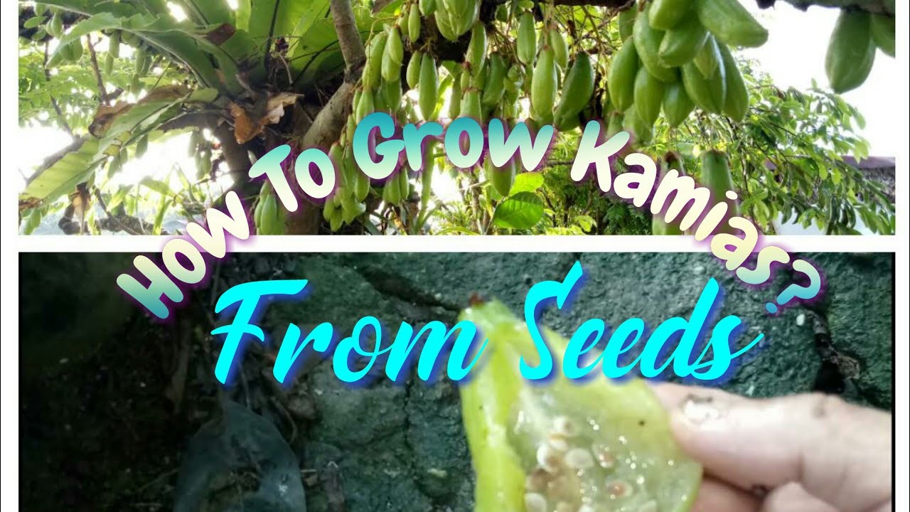 Secret Techniques in growing a calamias fruit trees by seeds - YouTube