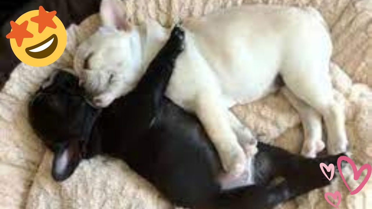 Funny Animals || Cute and Funny Pet Videos to Keep You Smiling part16 ...