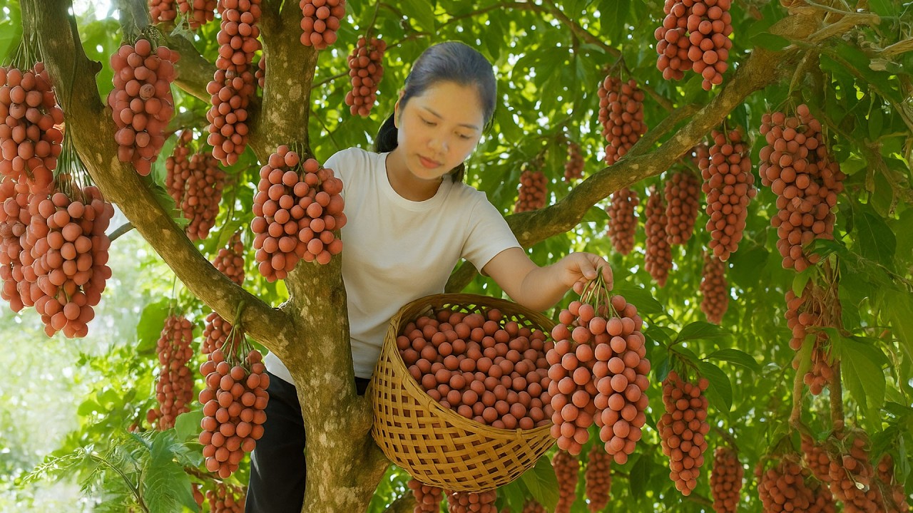 Farm To Market: Harvesting Red Baccaurea & Making Delicious Chicken ...