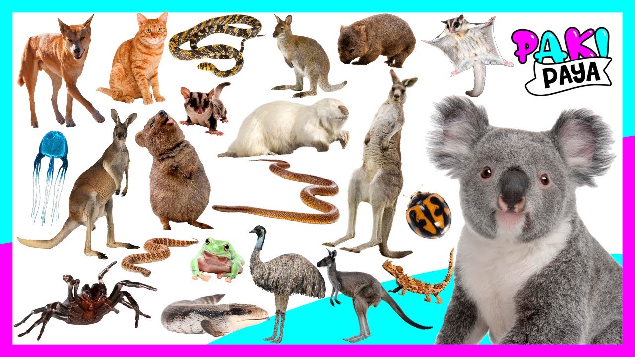 ¡LOS ANIMALES MÁS FASCINANTES DE AUSTRALIA Nº1! 🦘 List of animals in ...
