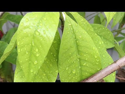 Dilig ng halaman - YouTube