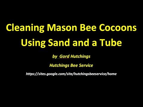 Orchard Mason Bees / Cocoon Cleaning Using Sand And Tube Method - YouTube