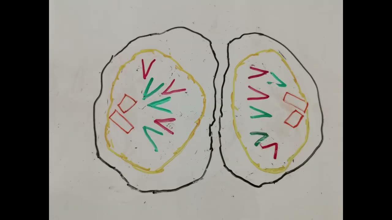 Science Mitosis + Meiosis Stop Motion - YouTube