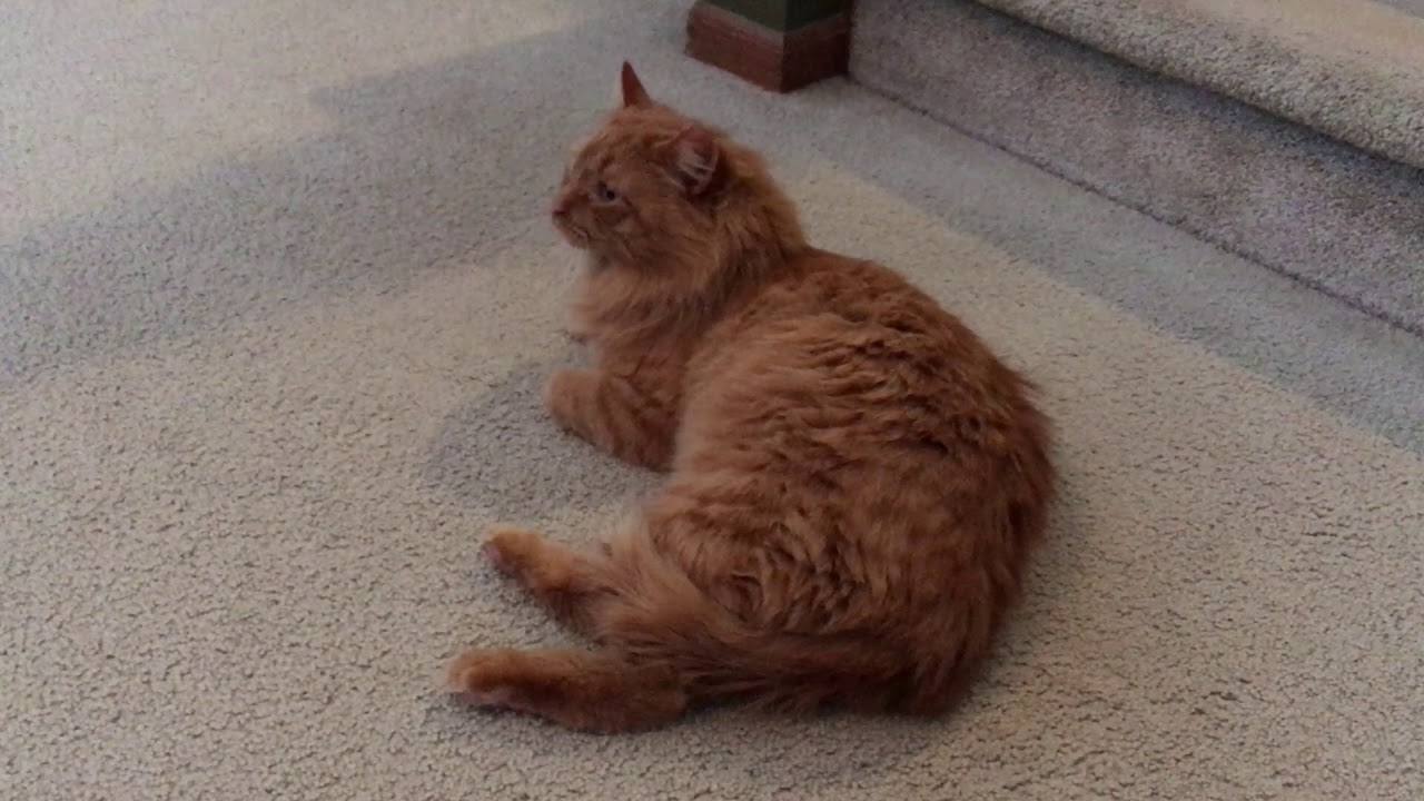 Cinnabon the Cat - YouTube