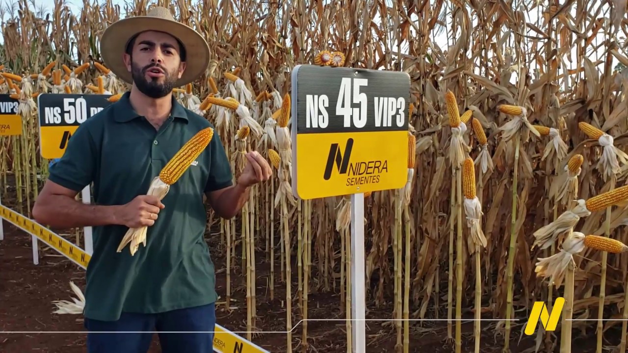 NIDERA SEMENTES - Dia de Campo Virtual NS 45 VIP3 - YouTube