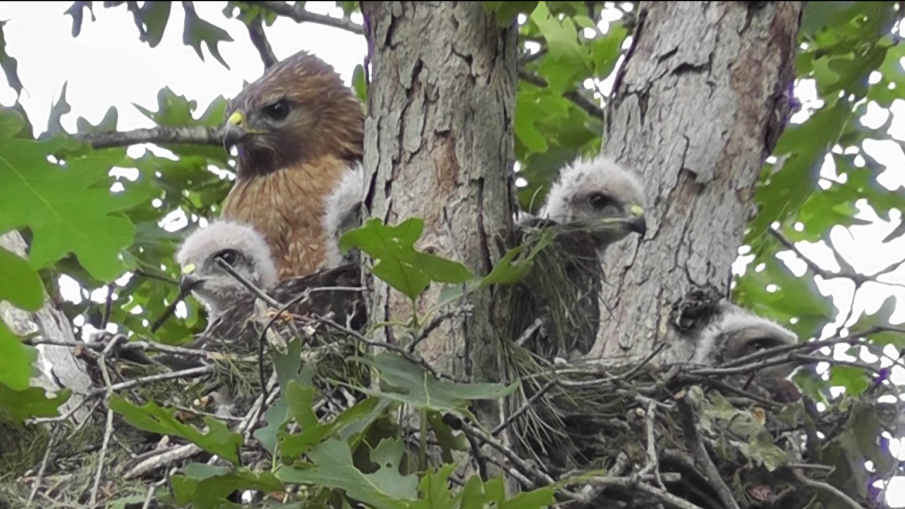 Amid Nature Red Shouldered Hawk in Nest with 4 Young - YouTube