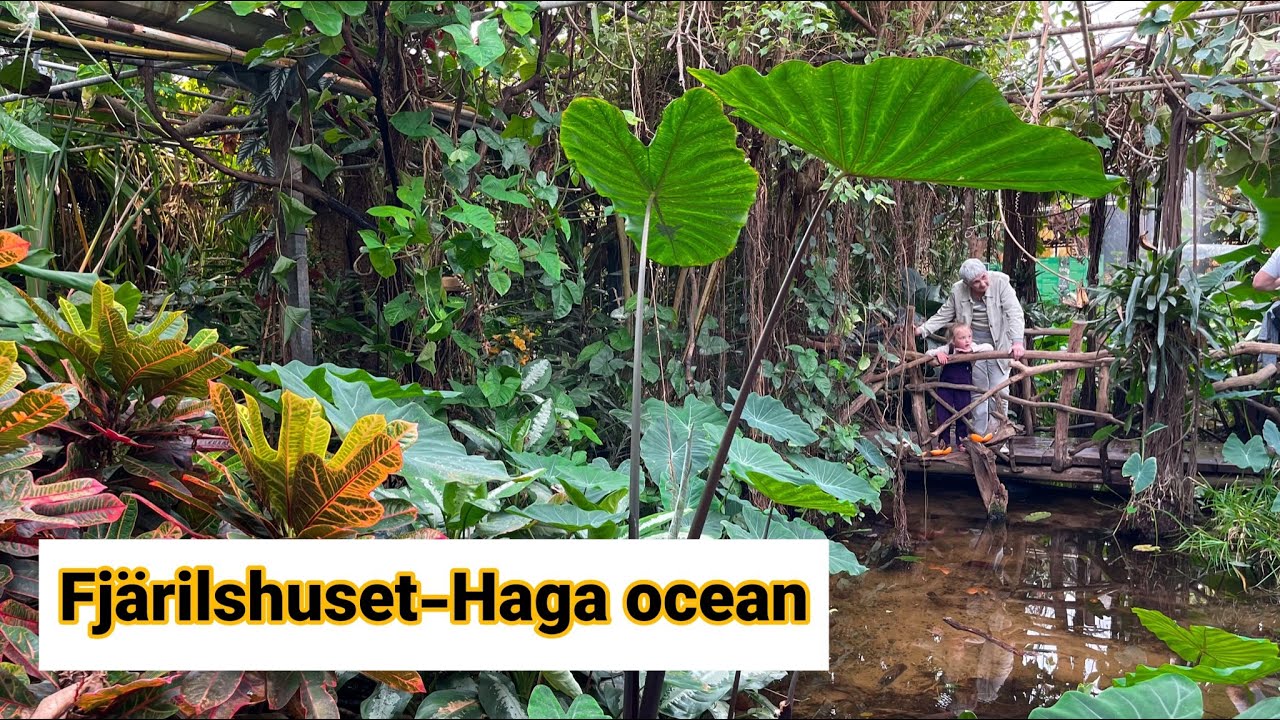 Fjärilshuset-Haga ocean;#nature museum in#stockholm:4K - YouTube
