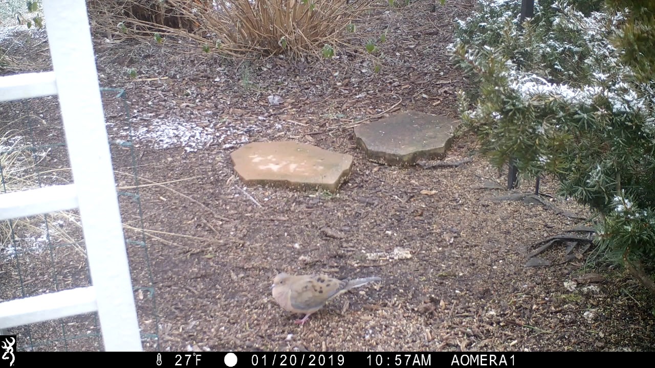 Mockingbird chasing blue jay out of bird feeder area - YouTube