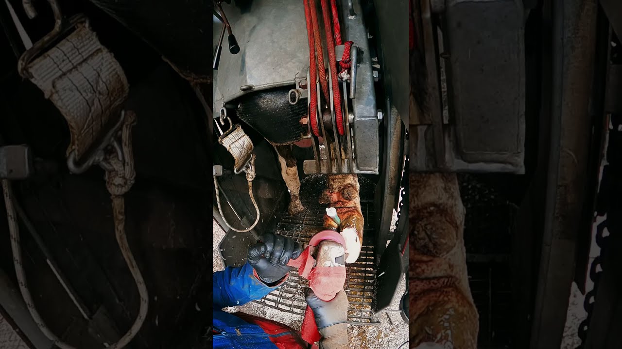 Perfect trimming of a cows hoof in an Appleton steel chute.🐮 - YouTube