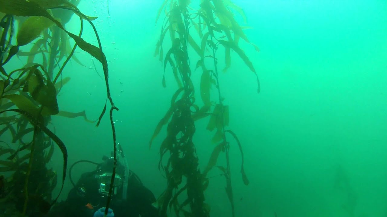 Scuba Diving Breakwater Monterey CA - YouTube