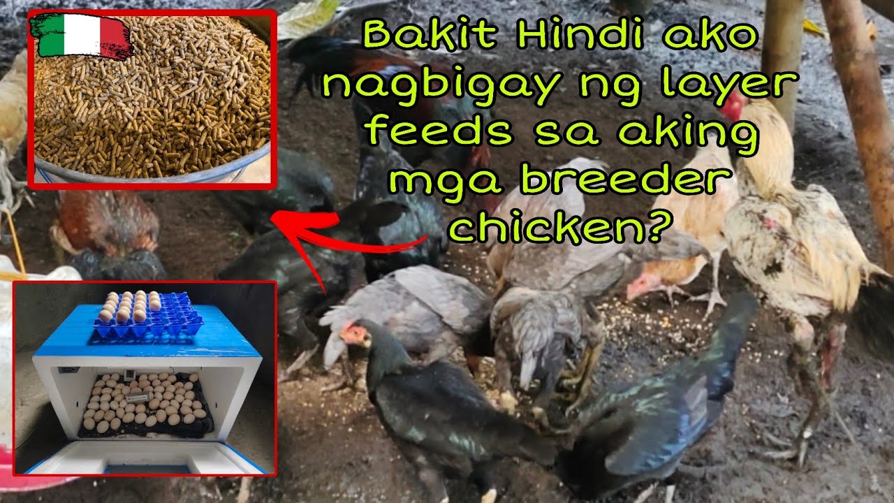 Layer feeds pwede na sa lahat ng manok? - YouTube
