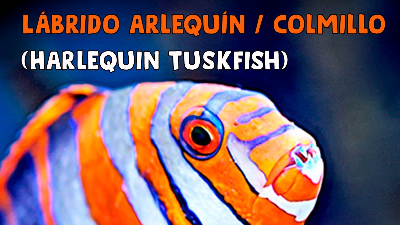 Labrido Arlequin / Choerodon Fasciatus - Harlequin Tuskfish - YouTube