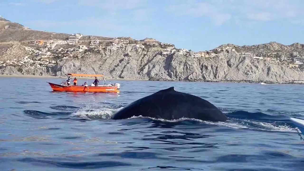 Whale Watching in Cabo San Lucas - YouTube