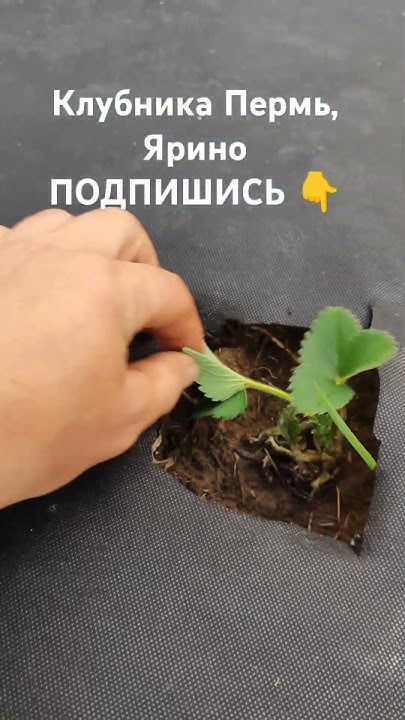 Рассада клубники фриго Мурано Альба Азия #клубника #дача #огород # ...