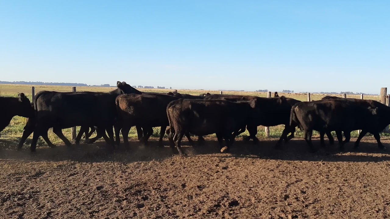 El tropero - vacas invernada - YouTube