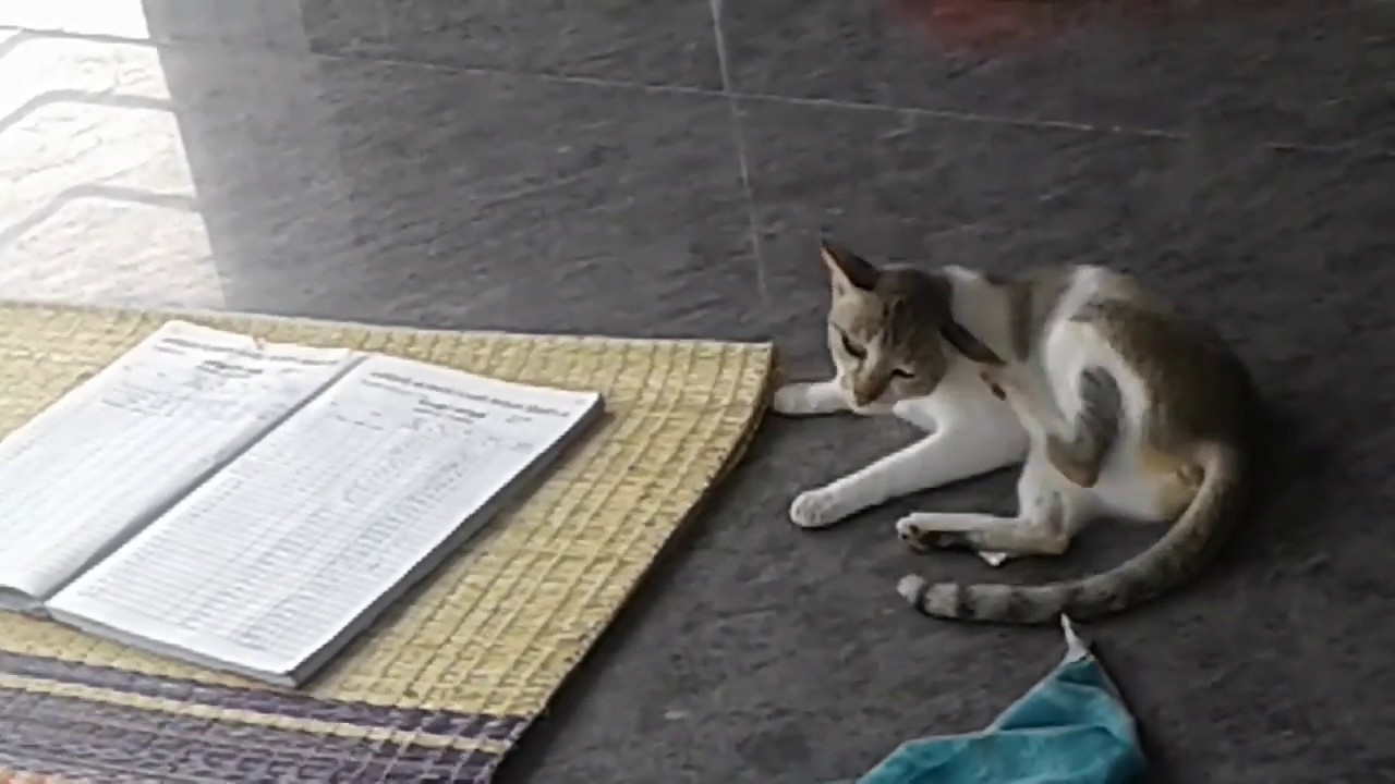 Funny cat playing... - YouTube