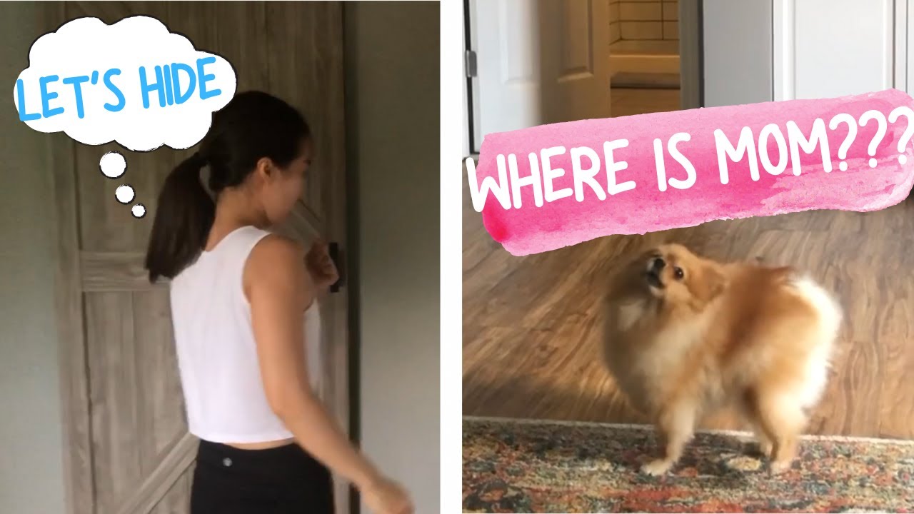 Playing hide-and-seek with my dog - YouTube
