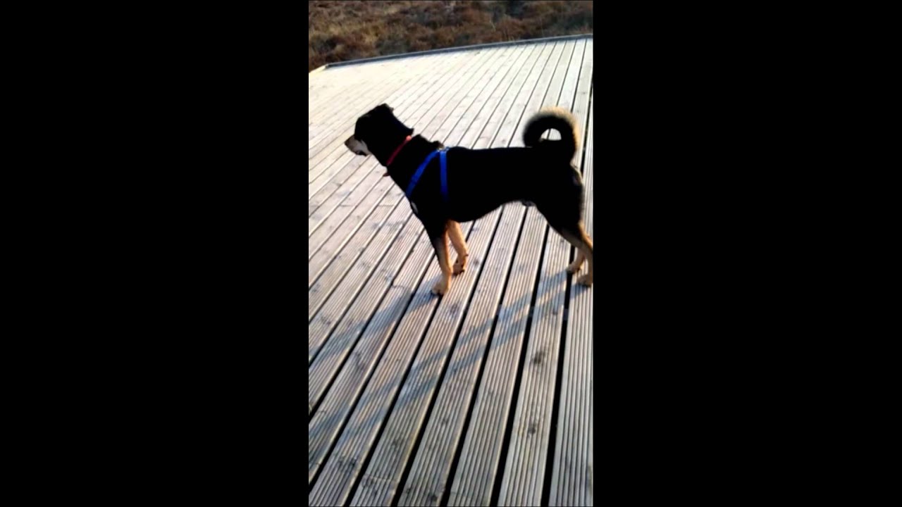 Dogs Running (Slow Motion) - YouTube