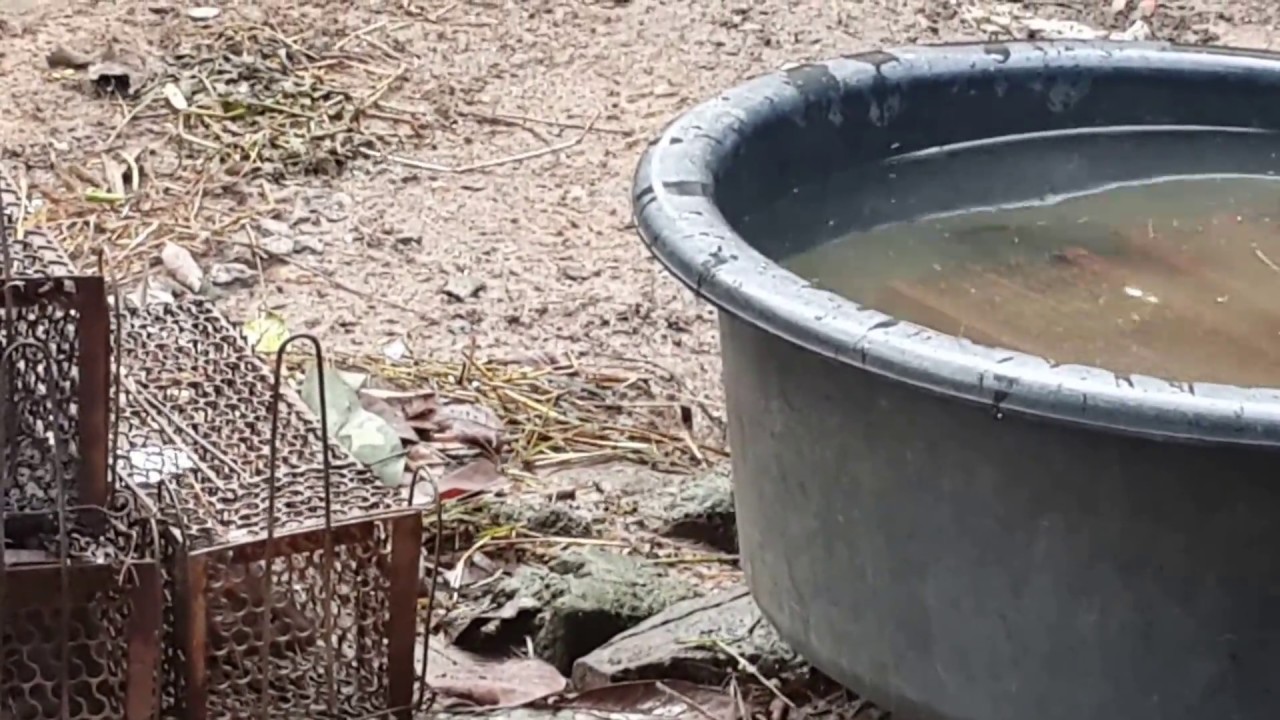 Giant rat drowning หนูยักษ์ จมน้ำ - YouTube