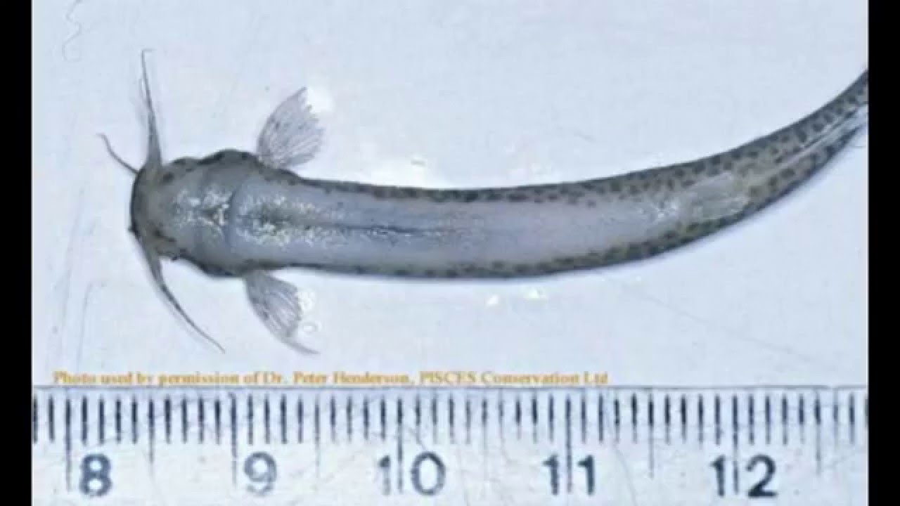 El Candiru - Pez Vampiro: Mito o Realidad??? - YouTube