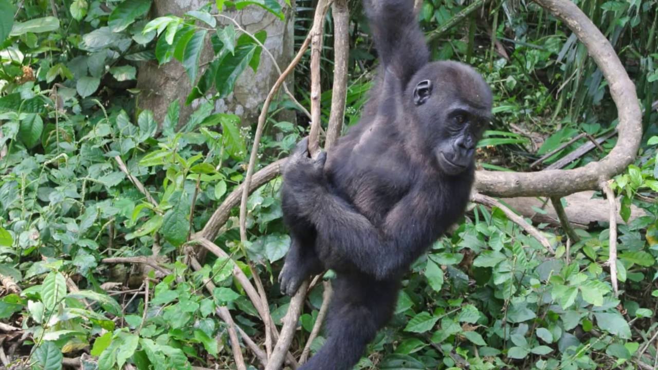 Ape Action Africa 2014 - YouTube