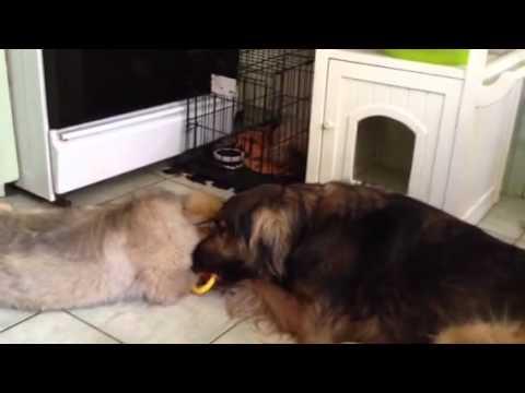 Luna and boomer - YouTube