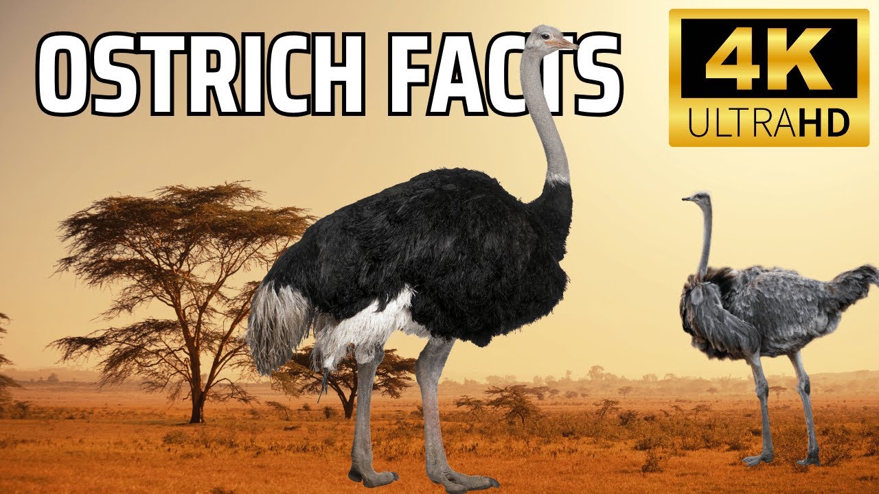 The Ostrich: Fast, Fierce, and Full of Surprises 🦤 | Incredible Ostrich ...