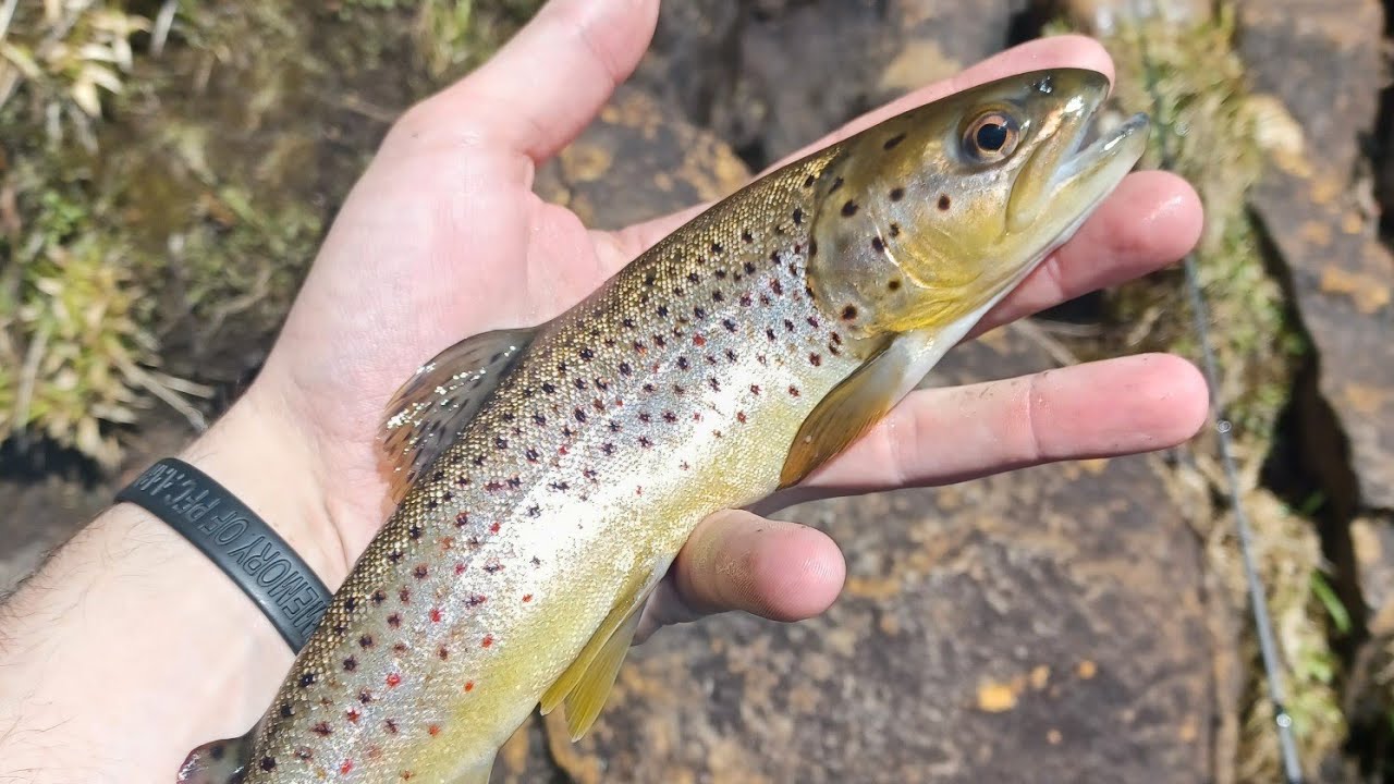 Catch and cook brown trout - YouTube